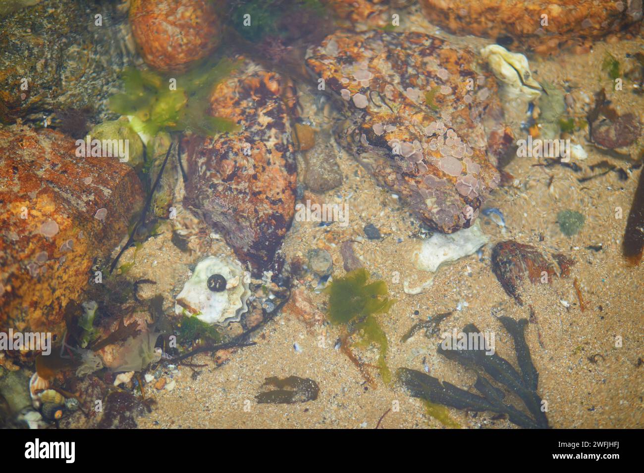 Seaweed kelp sea shells on hi-res stock photography and images - Alamy