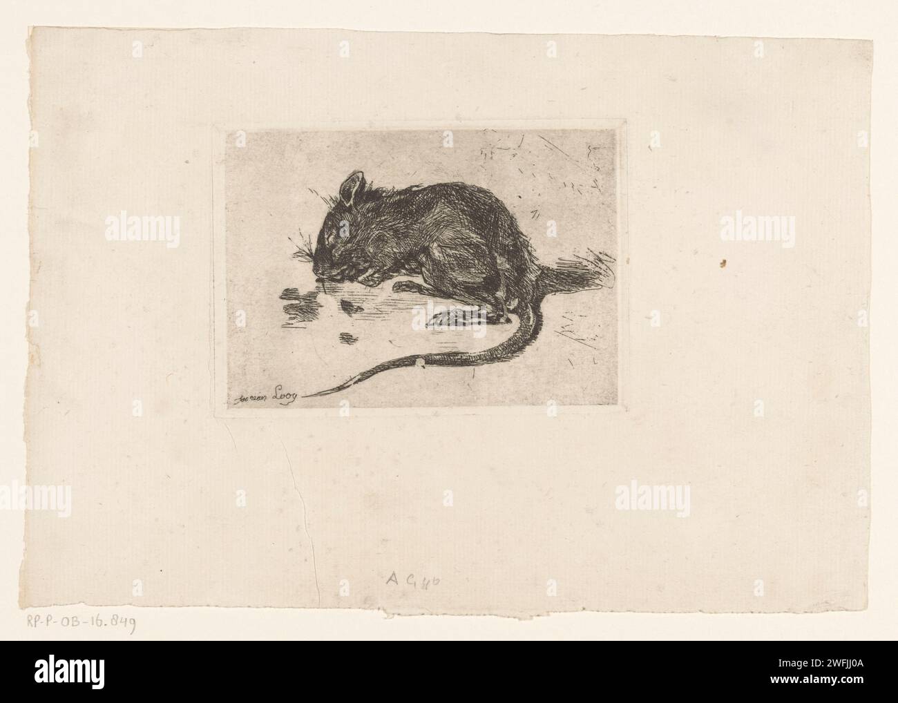 Muis, Jac van Looij, 1865 - 1930 print Dead or sleeping mouse. paper ...