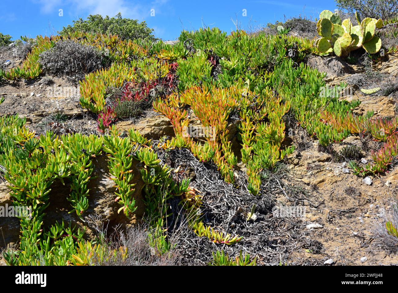 Perennial mesembryanthemum hi-res stock photography and images - Alamy
