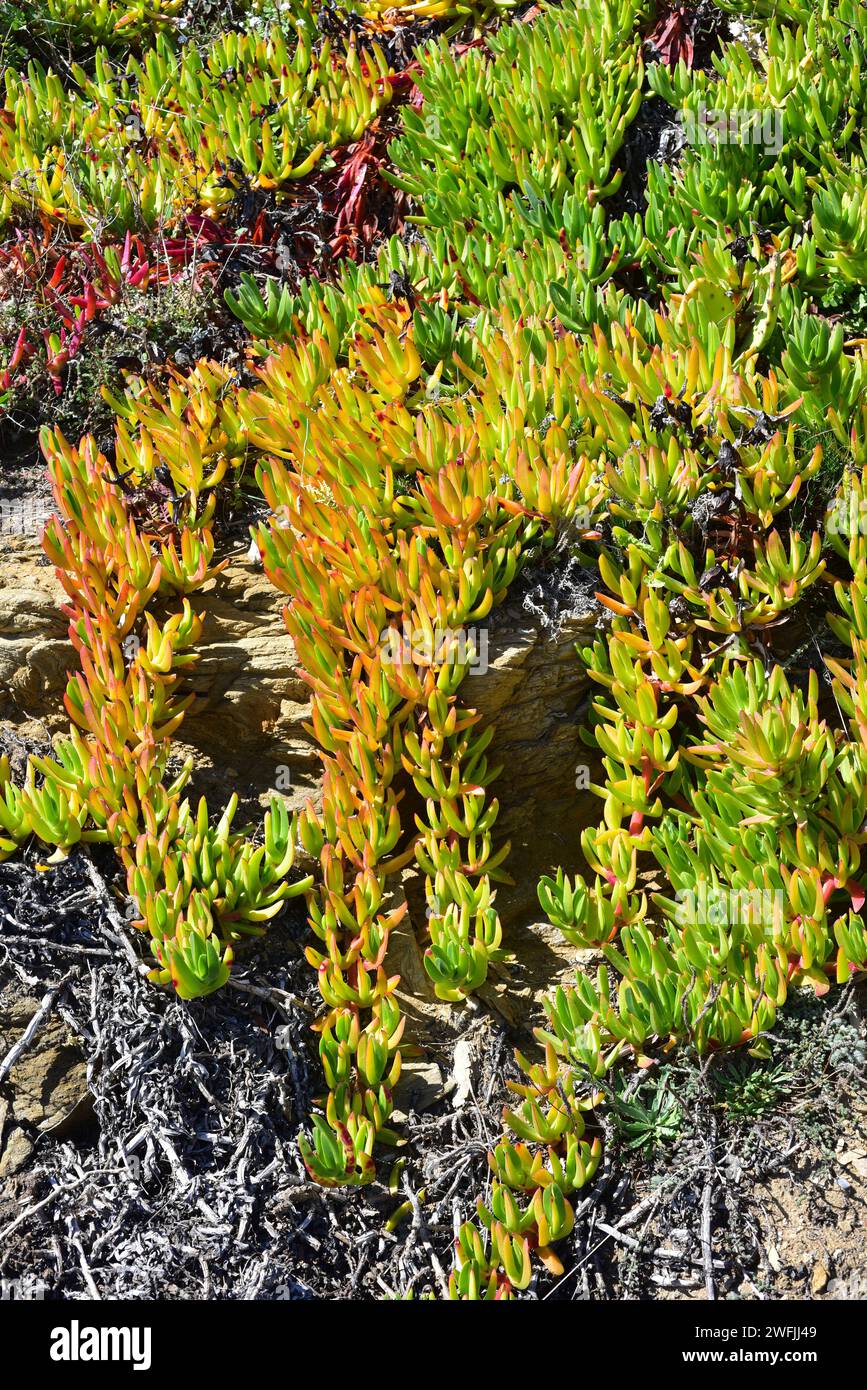 Invasive plants africa hi-res stock photography and images - Alamy