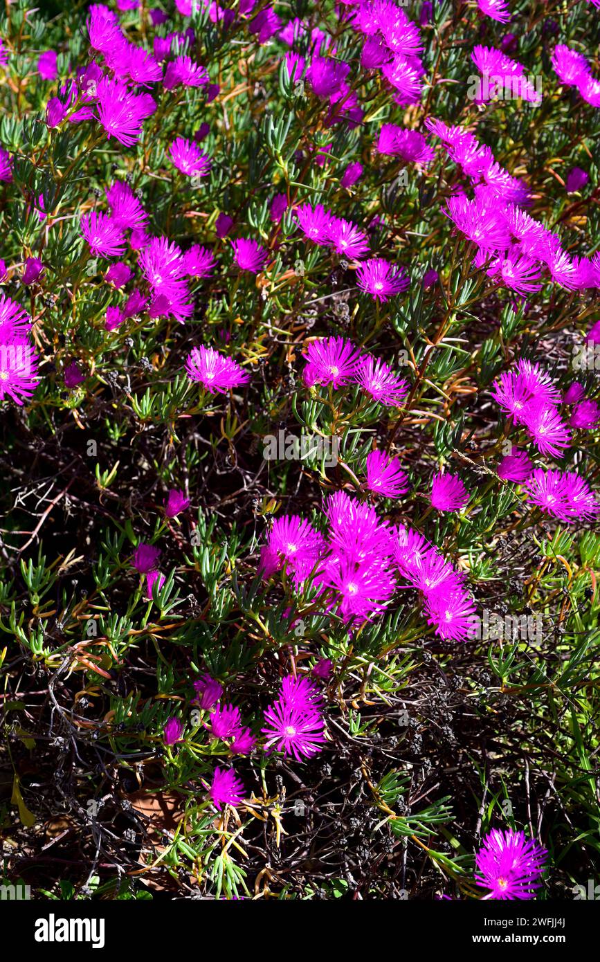 Lampranthus conspicuus hi-res stock photography and images - Alamy