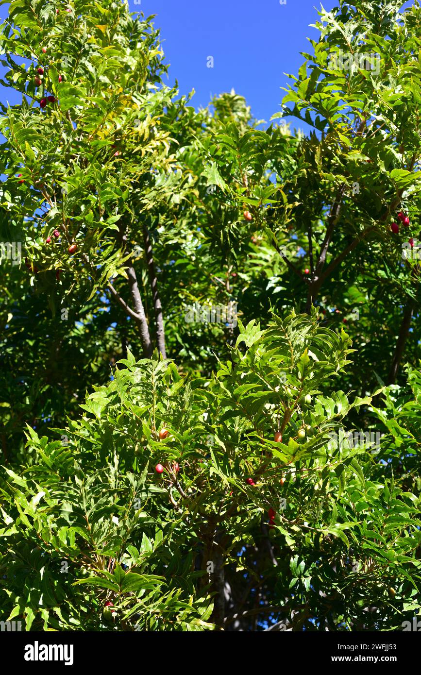 Wild plum or kaffir plum (Harpephyllum caffrum) is an evergreen tree ...