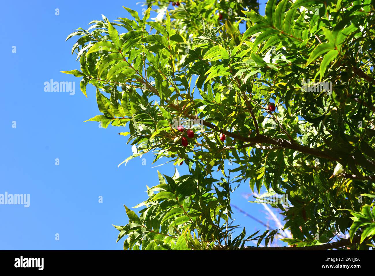Wild plum or kaffir plum (Harpephyllum caffrum) is an evergreen tree ...