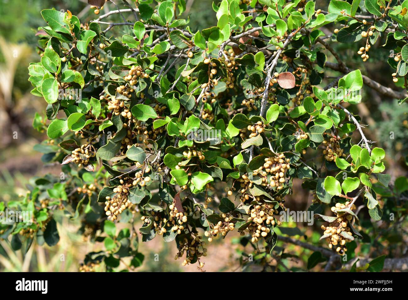 Litre tree (Lithraea caustica) is an evergrren allergenic tree endemic ...