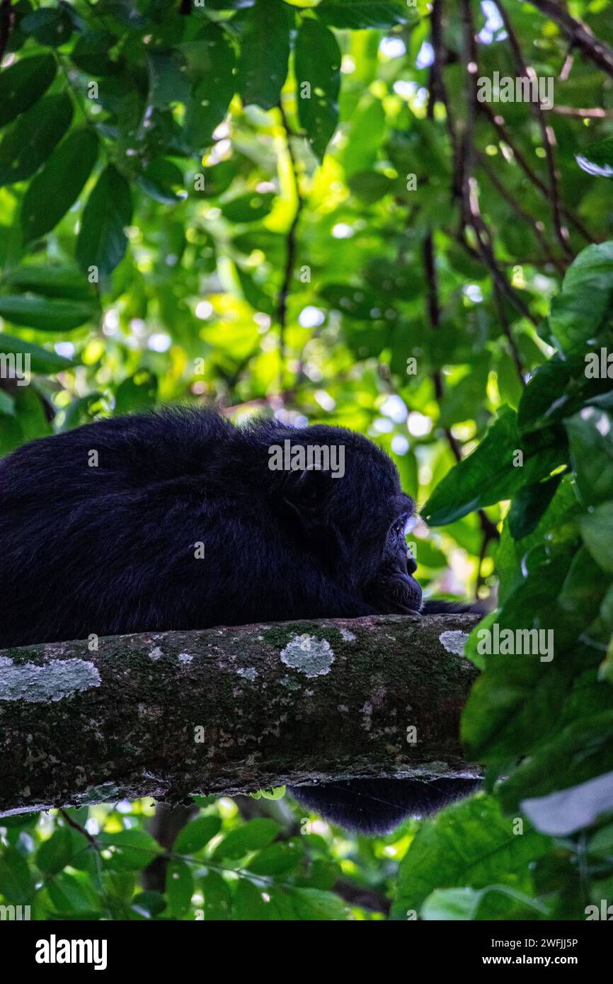 A male Chimpanzee laying down on a tree branch - Uganda Stock Photo - Alamy