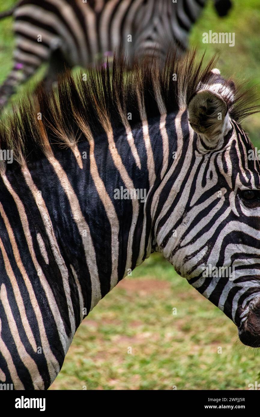 A Close up of a Zebra from the left side - Lake Mburo National Park ...