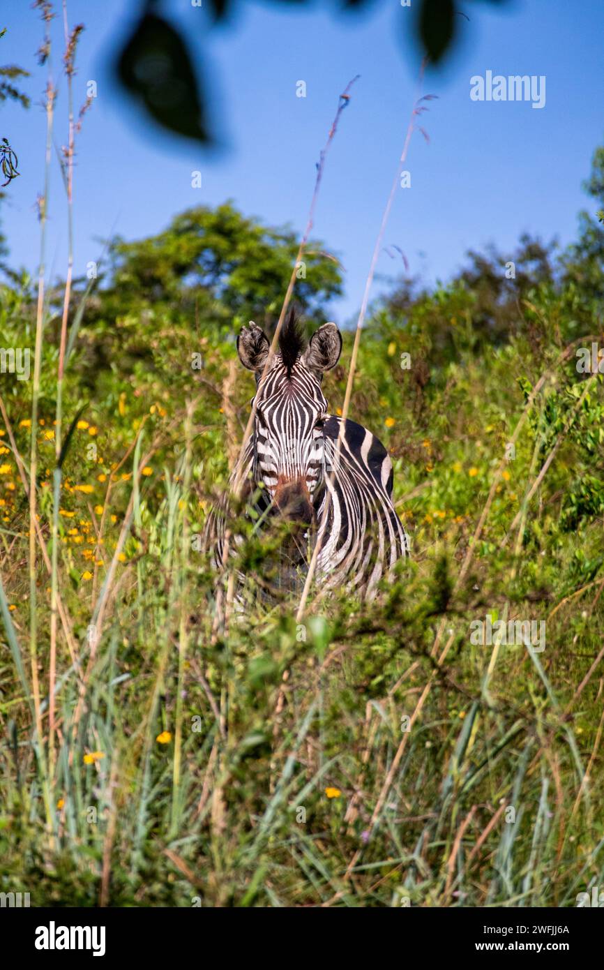 A Zebra missing its right eye standing in dense vegetation, staring ...
