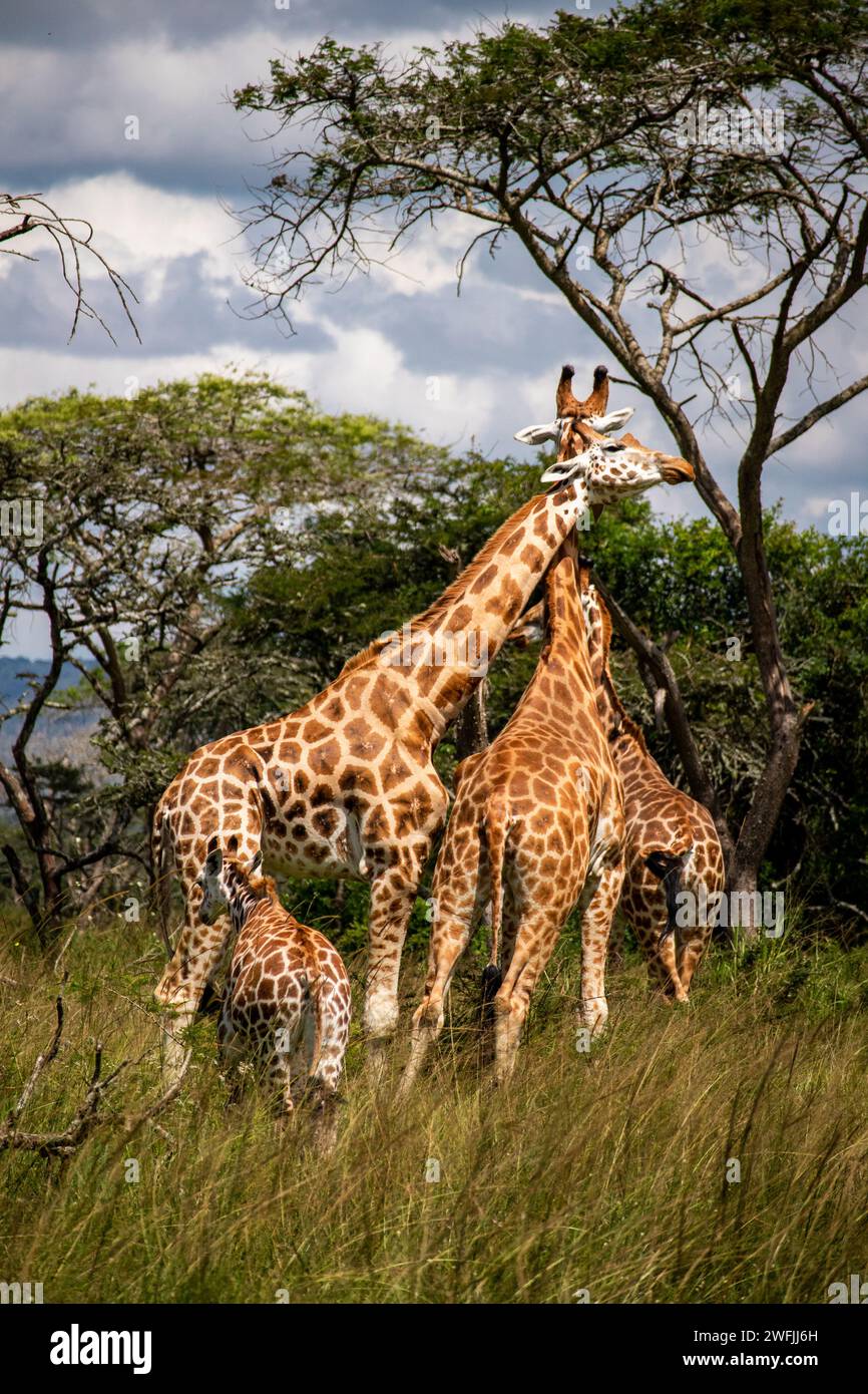 Two Giraffes hugging each other and their child standing next to them ...