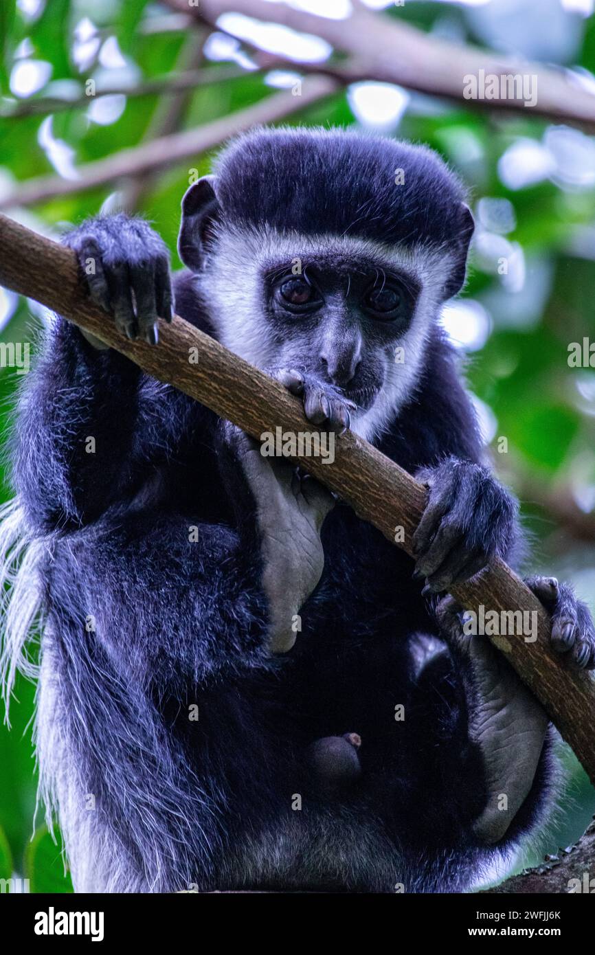 A young Mantled Guereza Monkey hanging on to a thin tree branch with ...