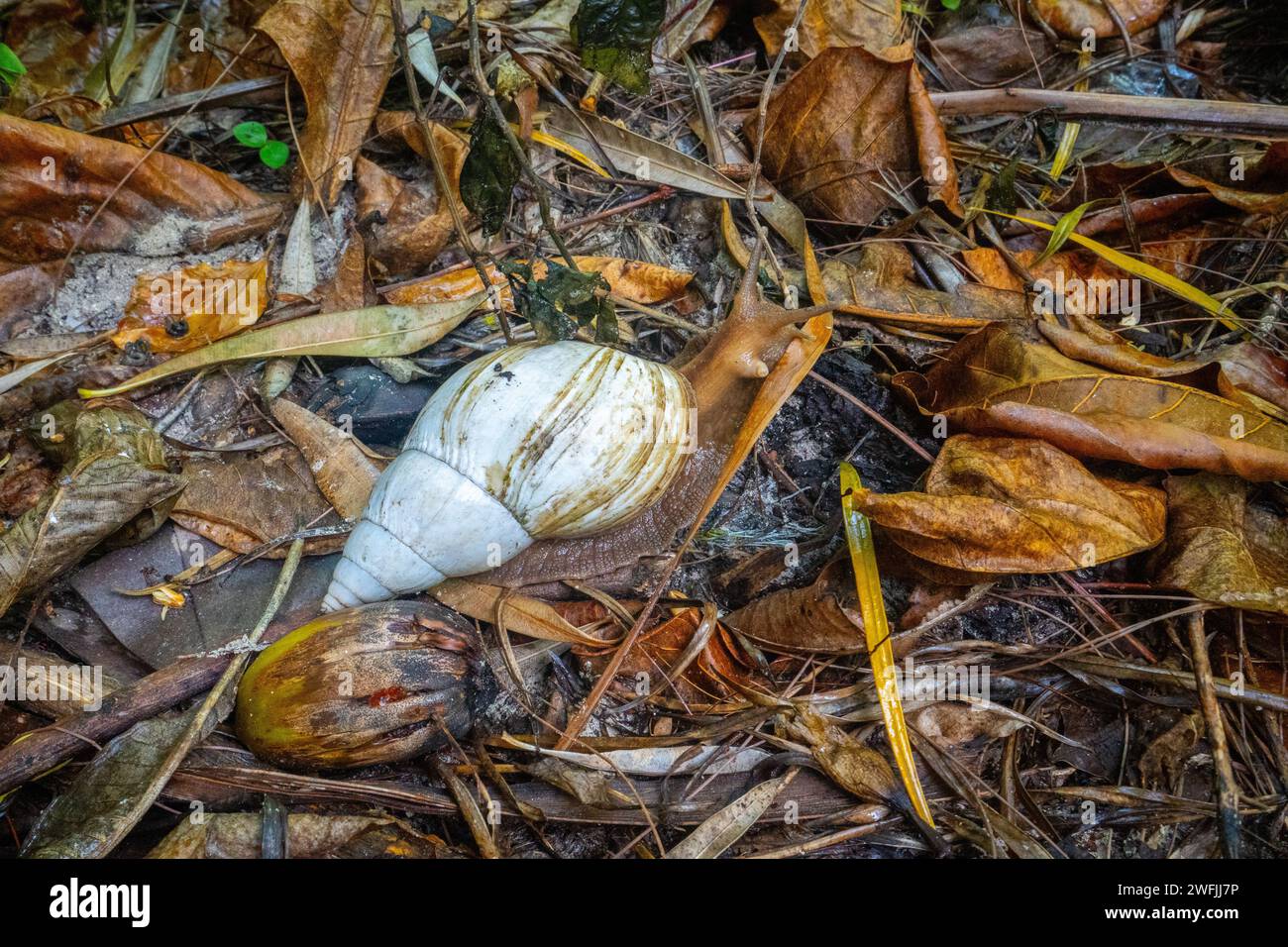Giant African Snail in Zanzibar Stock Photo - Alamy