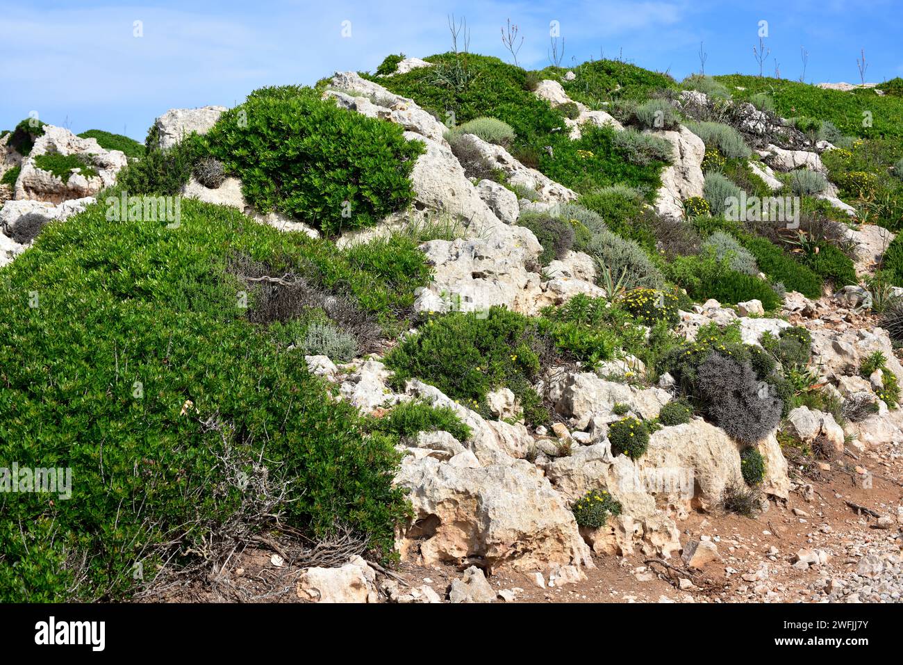Mastic pistacia lentiscus hi-res stock photography and images - Alamy