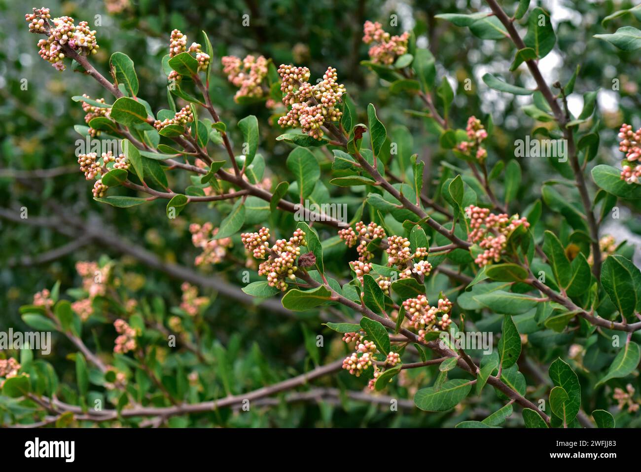 Lemonade sumac (Rhus integrifolia) is an evergreen shrub or small tree ...