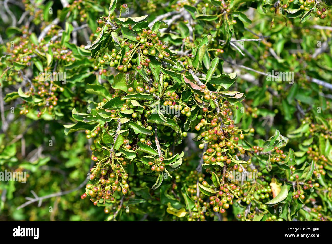 Molle chileno (Schinus latifolius) is an evergreen tree native to Chile ...