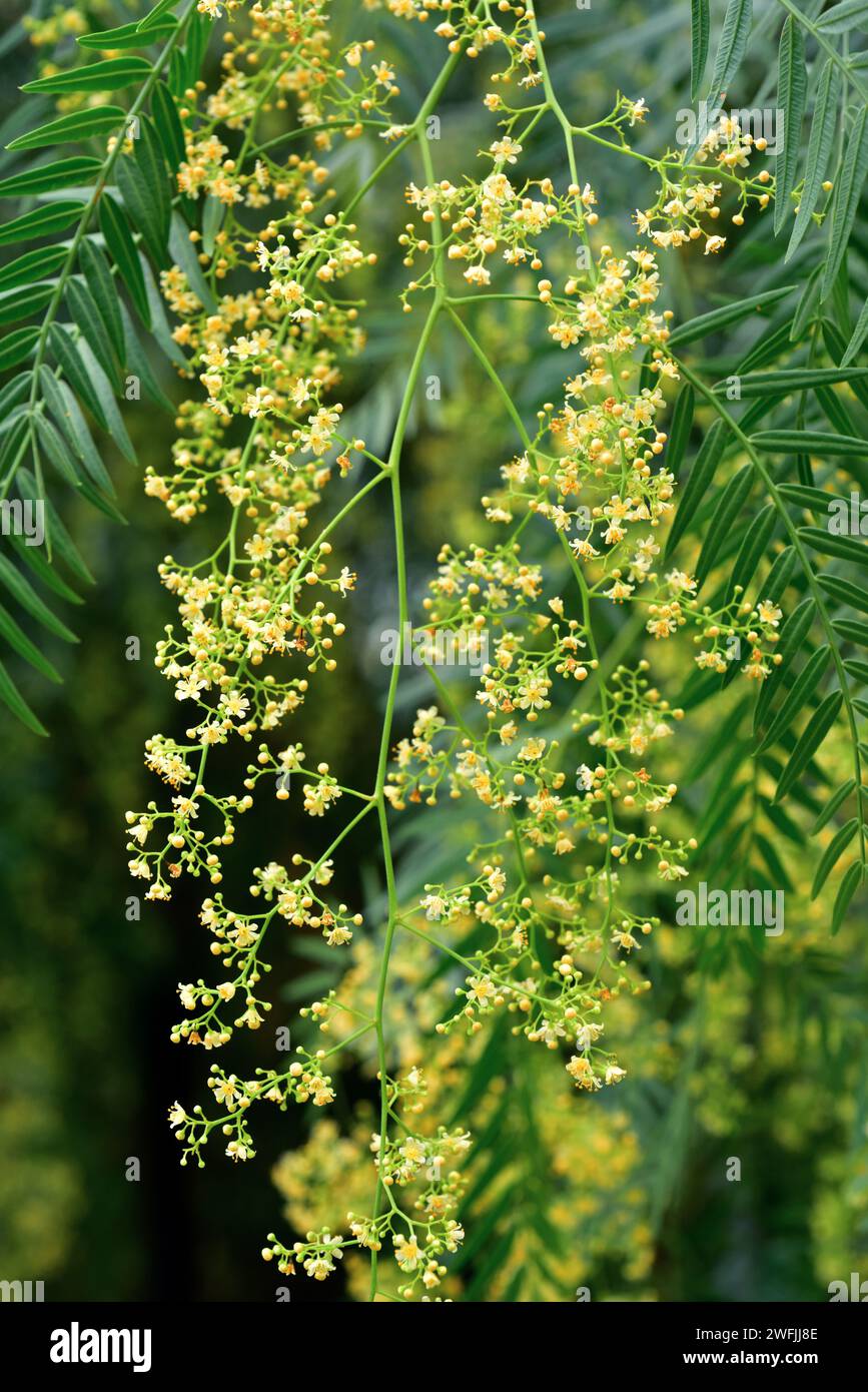 Peruvian pepper or false pepper (Schinus molle) is an evergreen tree ...