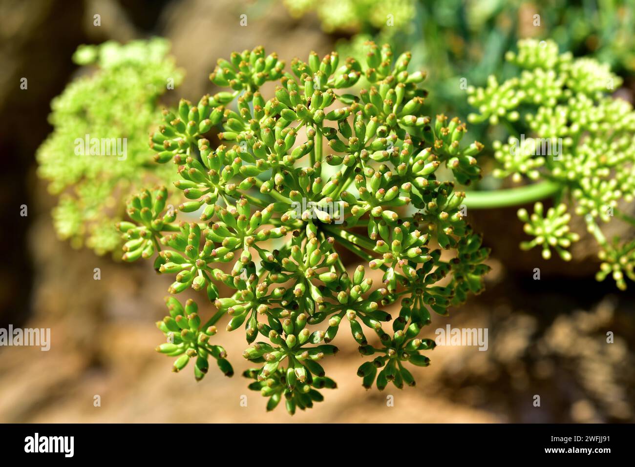 Sea fennel or samphire (Crithmum maritimum) is an edible perennial herb ...