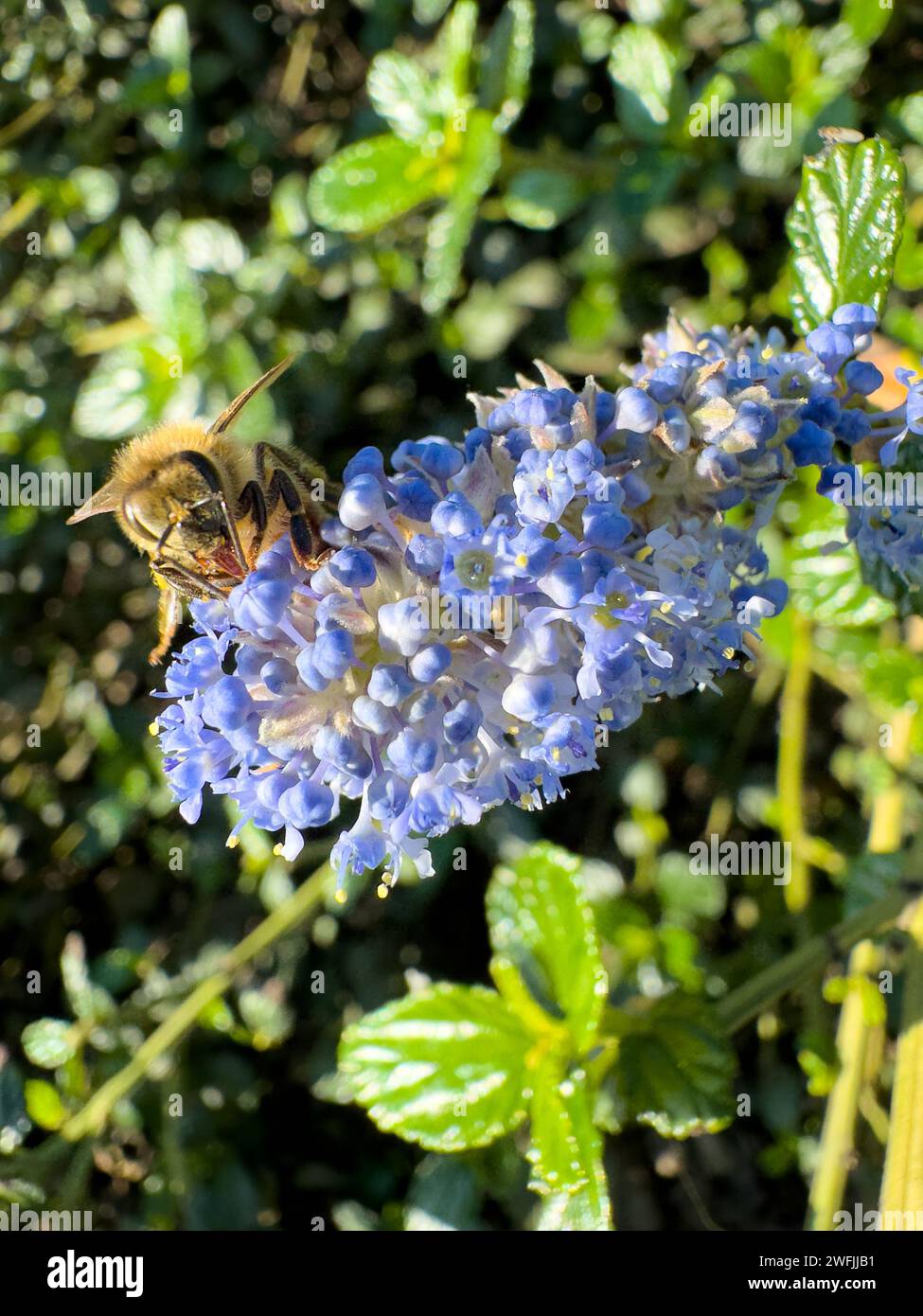 A Bee in flight approaching Redroot flower with lush green foliage ...