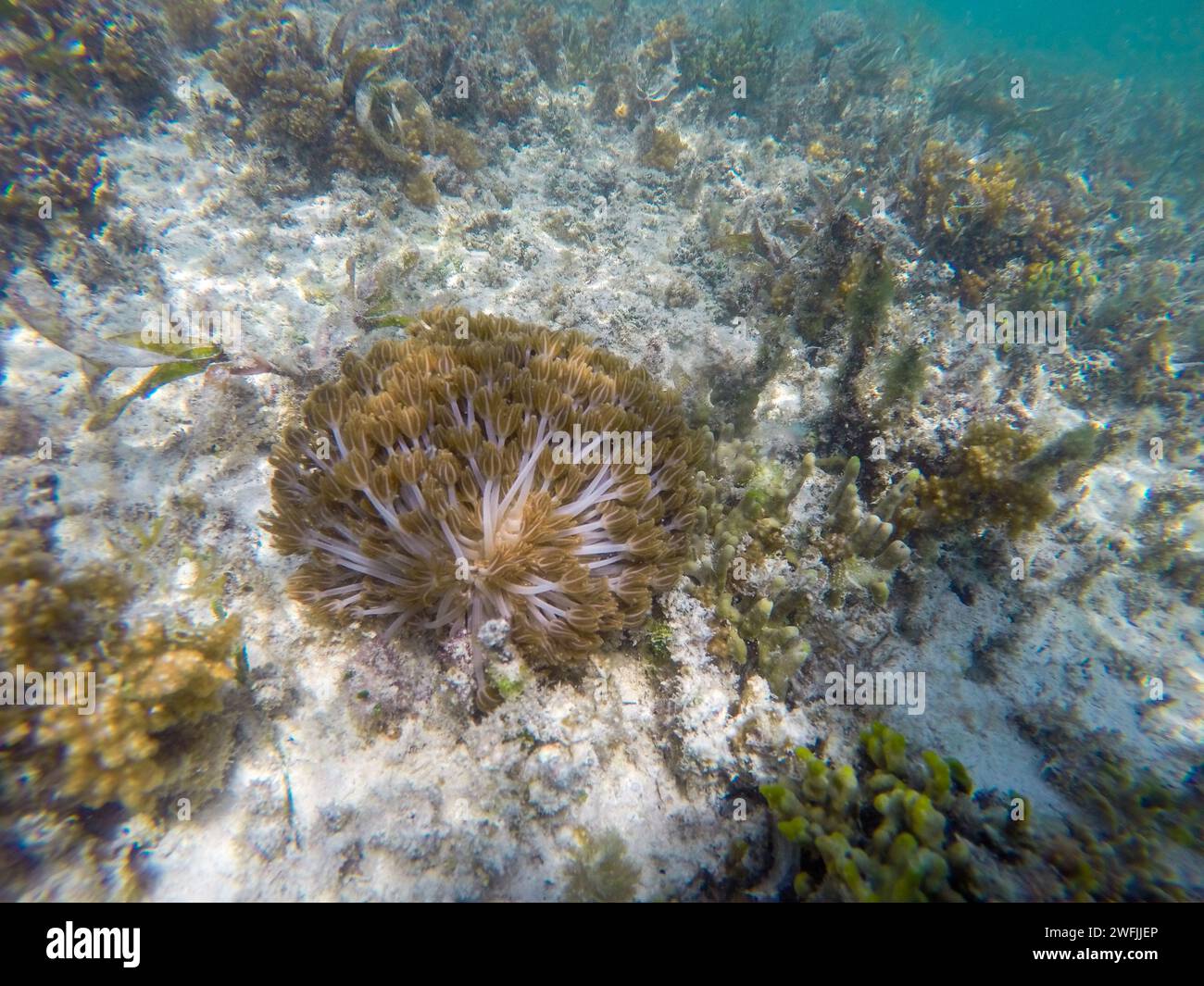 Zanzibar coral hi-res stock photography and images - Alamy