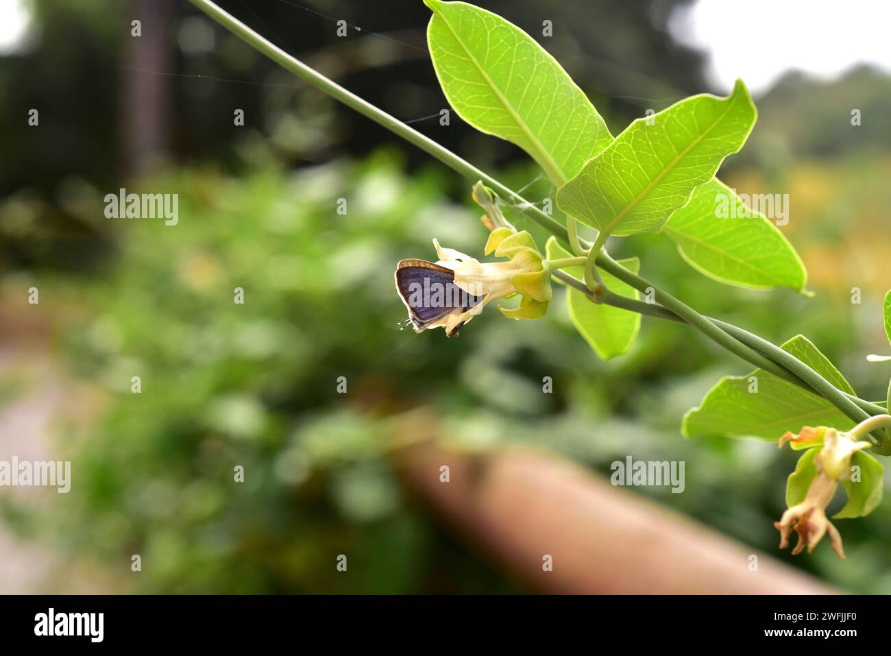 Cruel vine (Araujia sericifera) is a perennial vine native to South ...