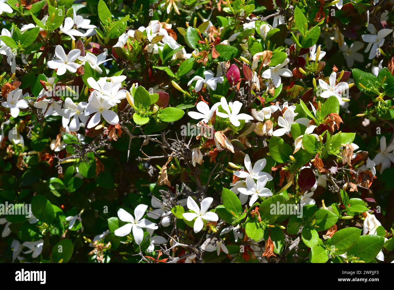 Natal plum (Carissa macrocarpa or Carissa grandiflora) is spiny ...