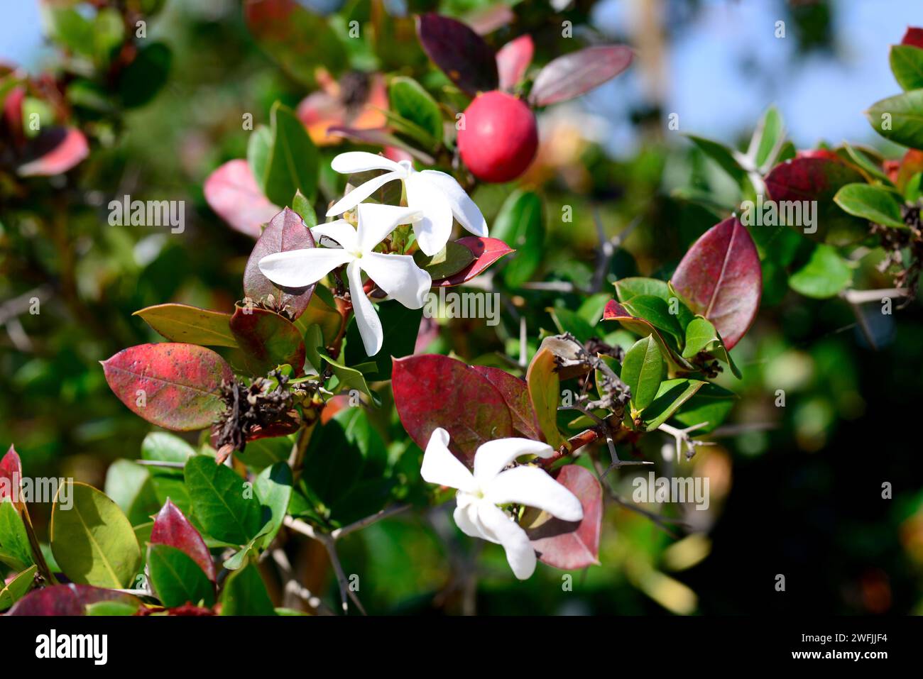 Natal plum (Carissa macrocarpa or Carissa grandiflora) is spiny ...