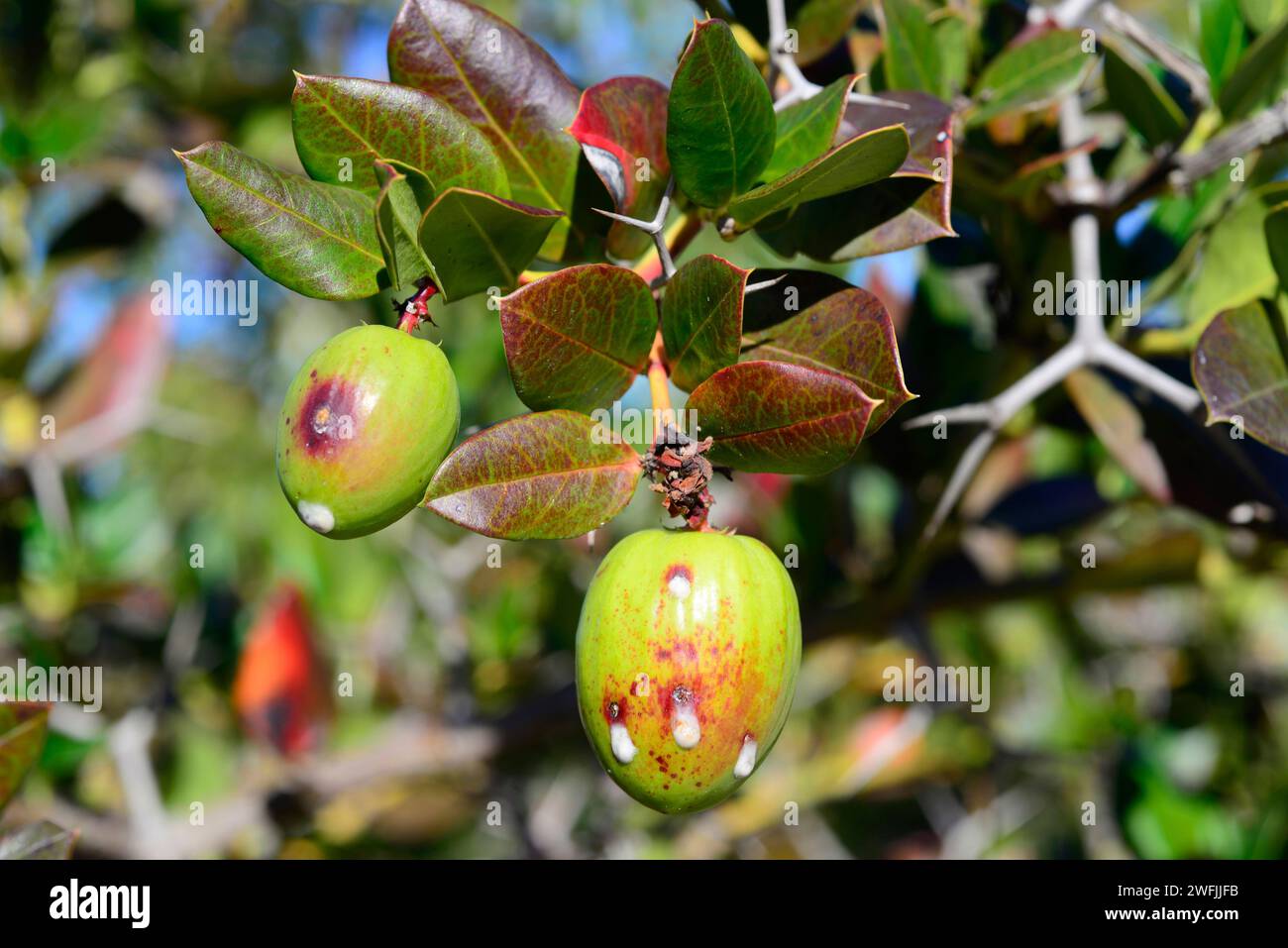 Natal plum (Carissa macrocarpa or Carissa grandiflora) is spiny ...