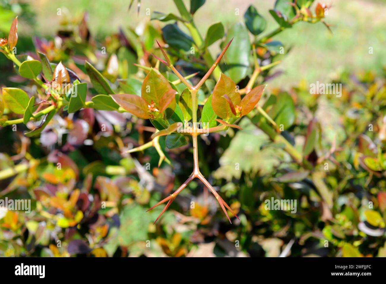 Natal plum (Carissa macrocarpa or Carissa grandiflora) is spiny ...