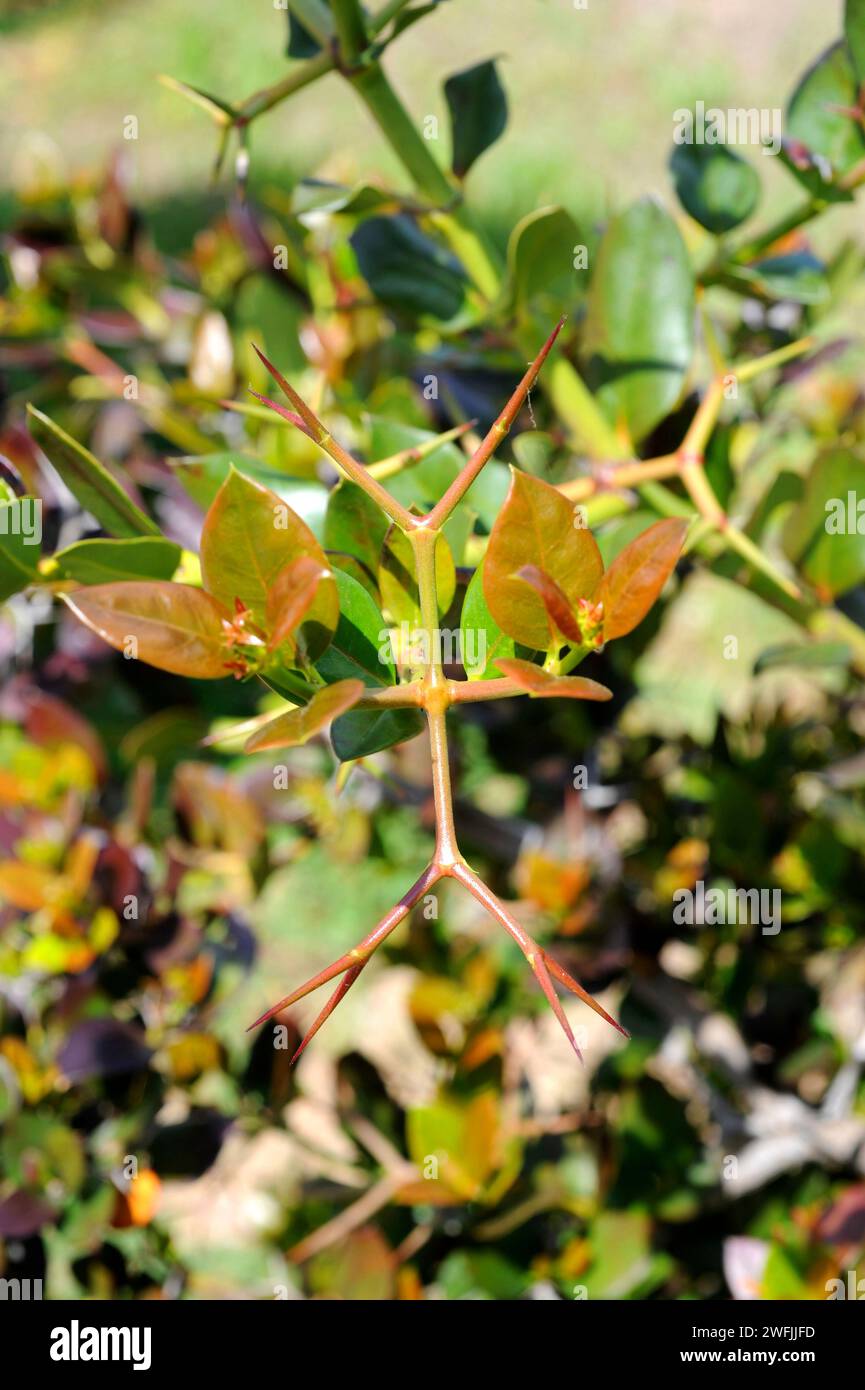 Natal plum (Carissa macrocarpa or Carissa grandiflora) is spiny ...