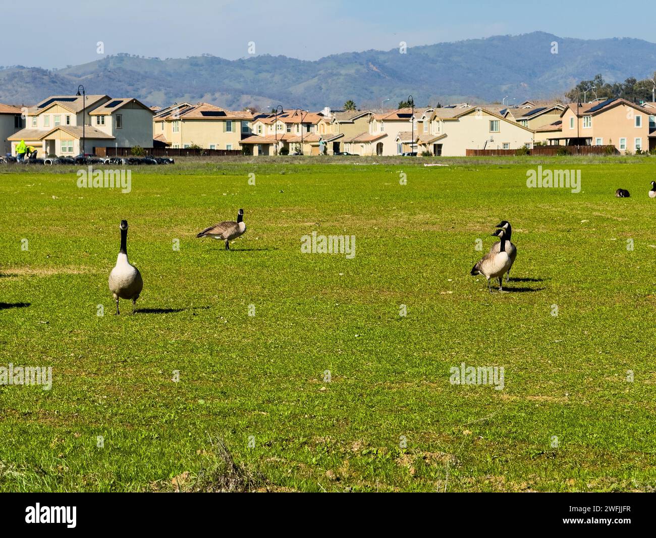 A group of geese strolling across a green field in front of cozy ...
