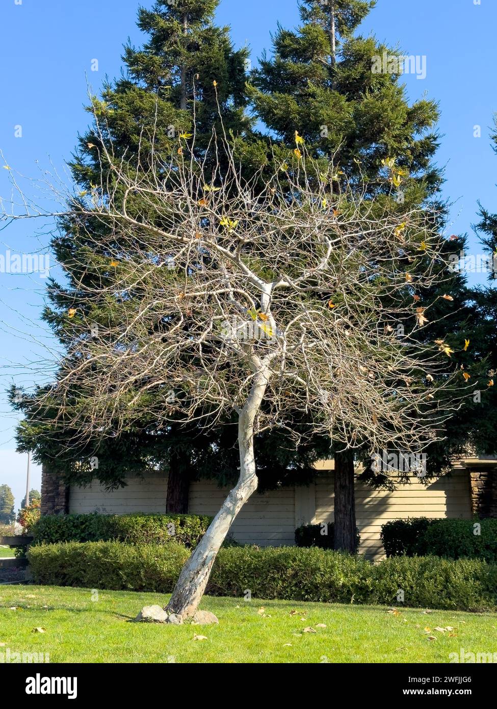 Barren trees in a non-lush yard Stock Photo - Alamy