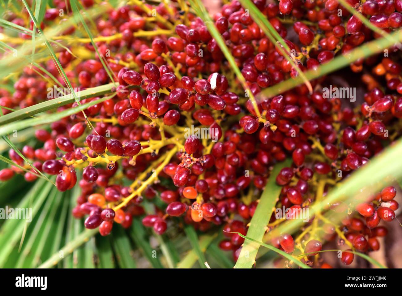 European fan palm (Chamaerops humilis) is a small palm (the only one in ...