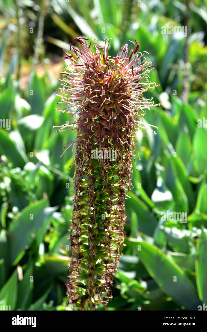Maguey (Agave mitis or Agave celsii) is a succulent plant native to ...