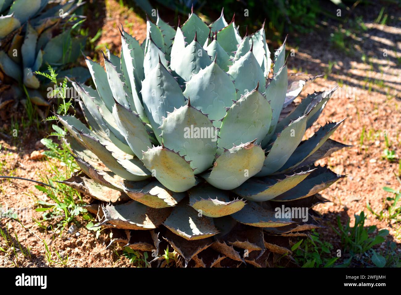 Cabbage head agave (Agave parrasana) is a succulent plant native to ...