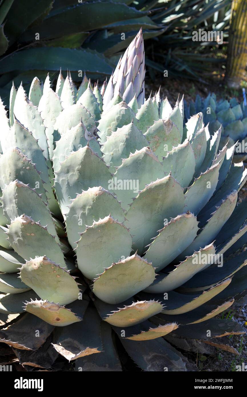 Cabbage head agave (Agave parrasana) is a succulent plant native to ...
