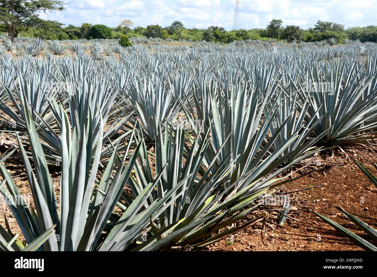 Blue agave or tequila agave (Agave tequilana) is a perennial plant ...