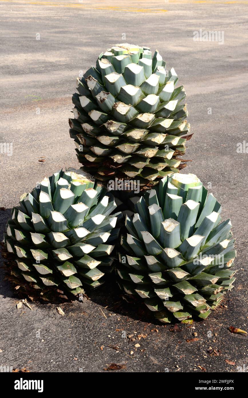 Blue agave or tequila agave (Agave tequilana) is a perennial plant ...