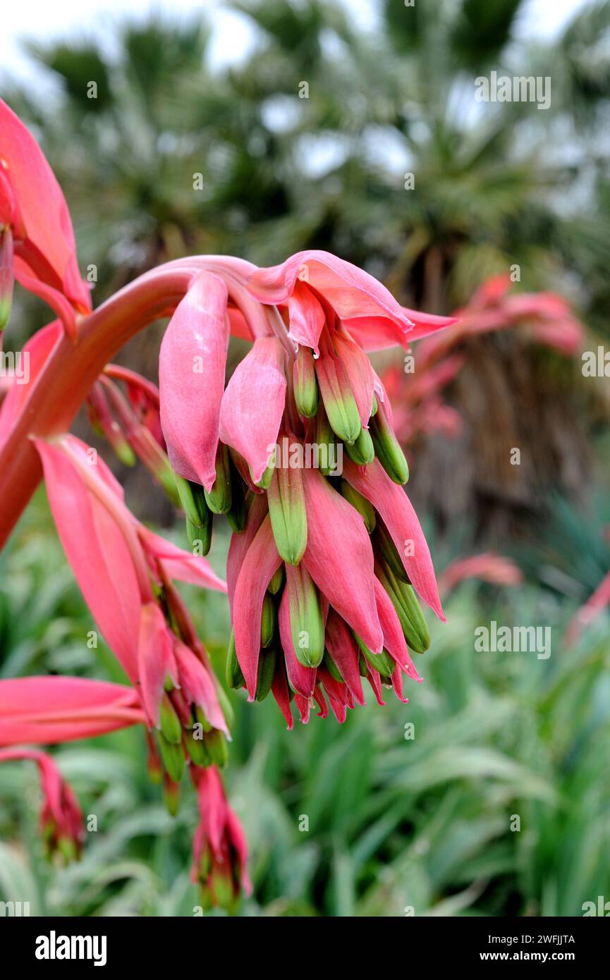 Beschorneria yuccoides hi-res stock photography and images - Alamy