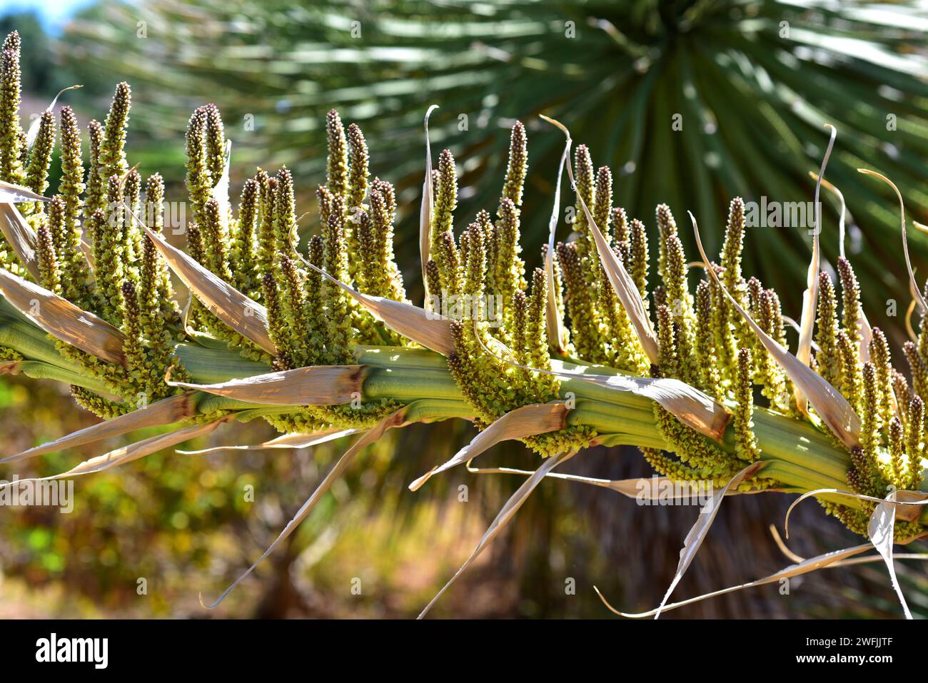 Cucharilla or sandpaper sotol (Dasylirion serratifolium) is an ...
