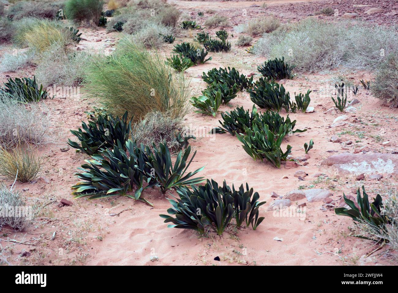 Sea squill (Drimia maritima or Urginea maritima) is a perennial herb ...