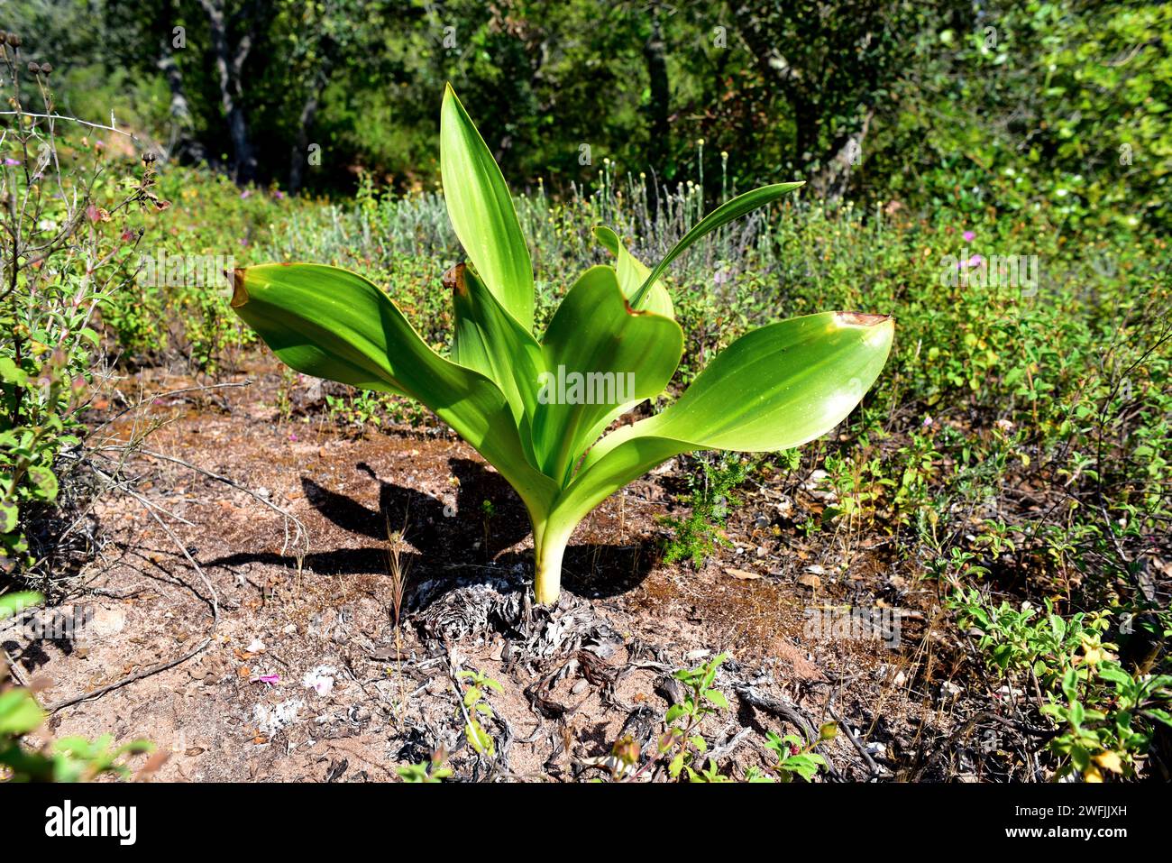 Sea squill (Drimia maritima or Urginea maritima) is a perennial herb ...
