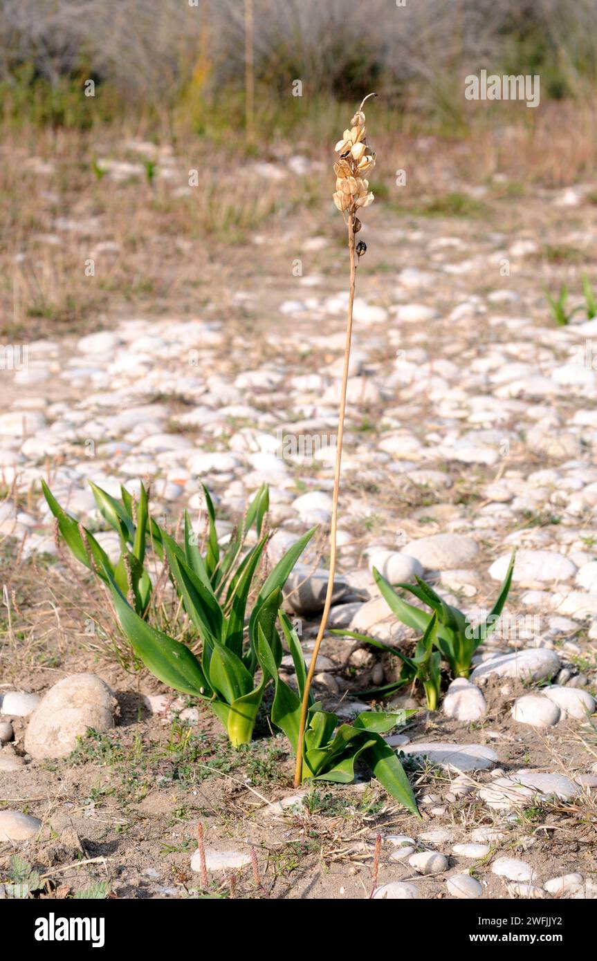 Sea squill (Drimia maritima or Urginea maritima) is a perennial herb ...