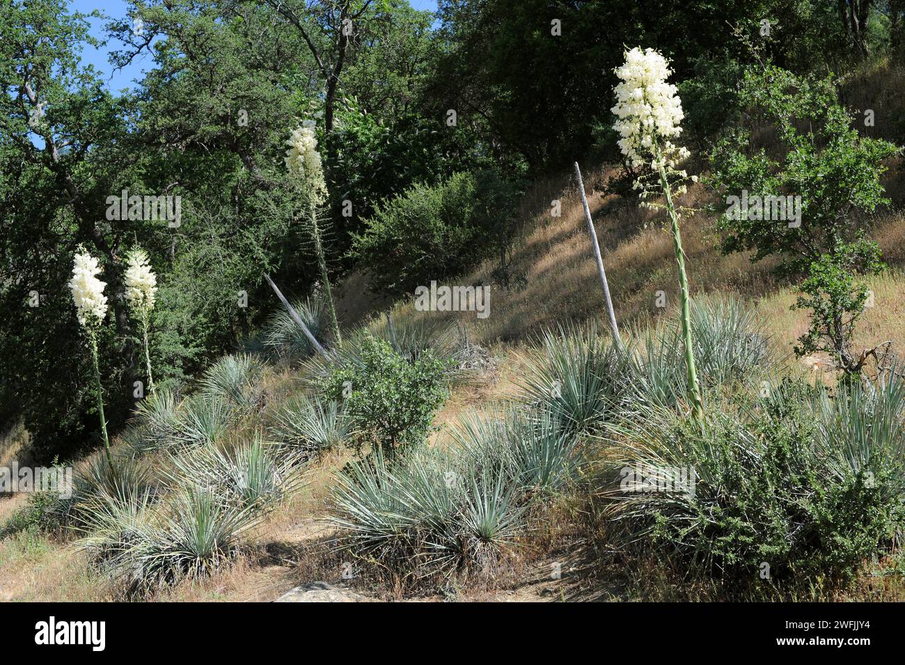 Yucca whipplei hi-res stock photography and images - Alamy