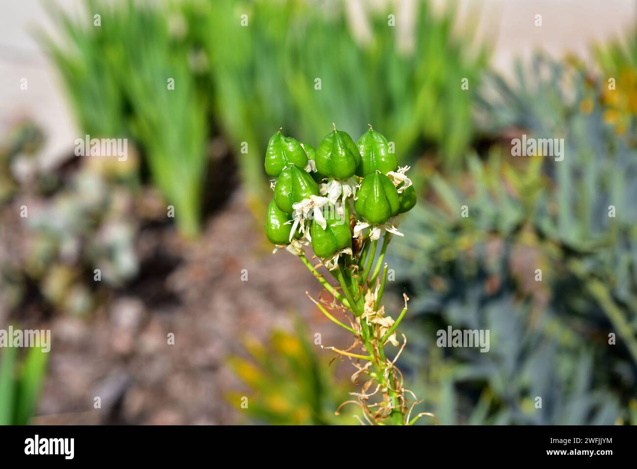 Giant chincherinchee (Ornithogalum saundersiae) is a poisonous ...