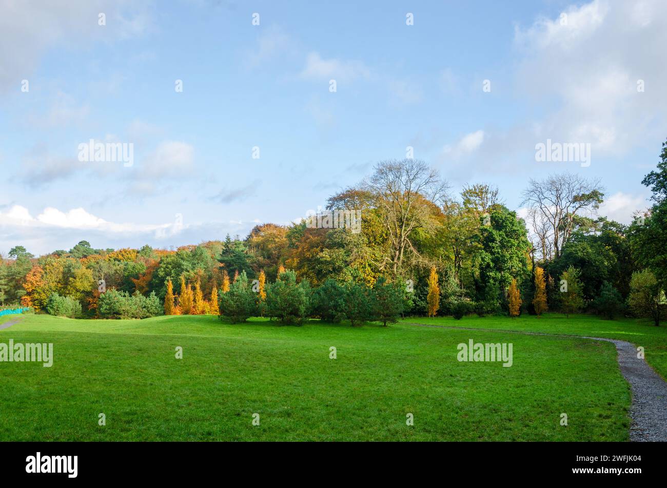 Saintfield County Down Northern Ireland, October 15 2023 - Young trees ...
