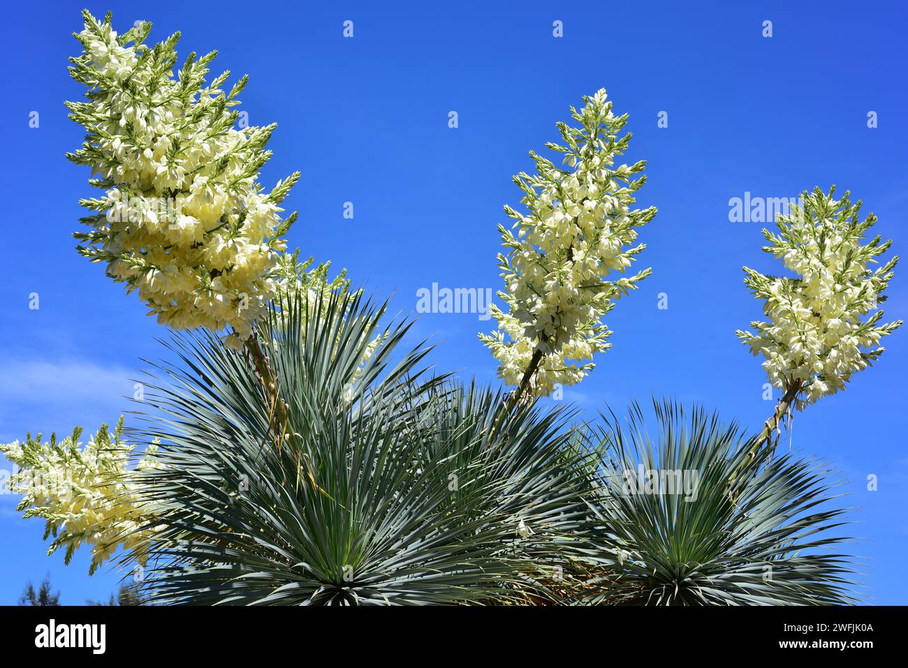 Beaked yucca yucca rostrata hi-res stock photography and images - Alamy