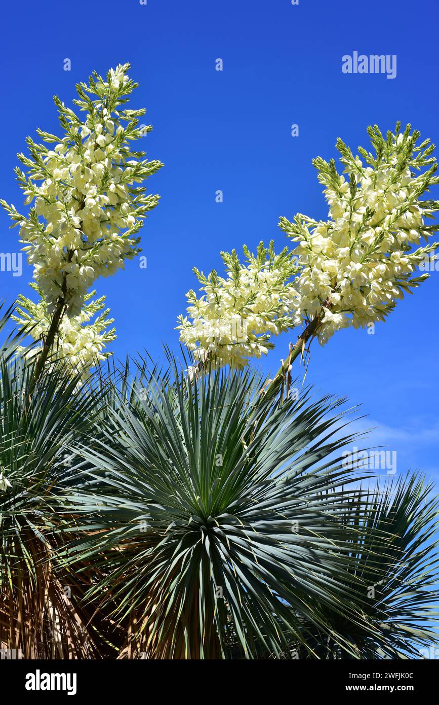 Beaked yucca (Yucca rostrata) is an arborescent plant native to ...