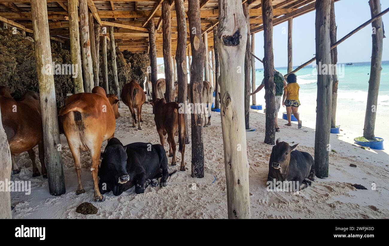 herd of cow resting under a building on the coast of Zanzibar Stock ...