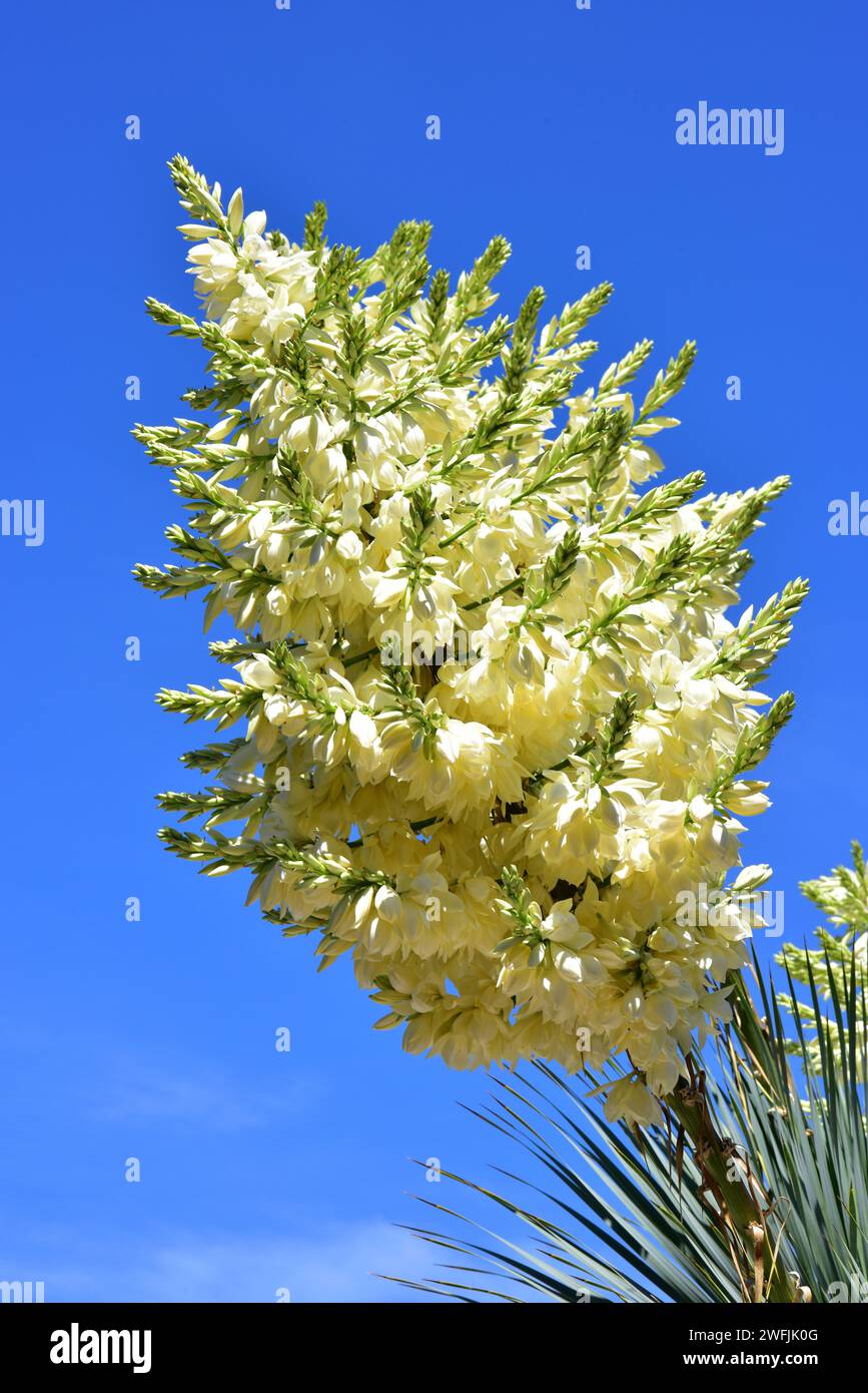 Beaked yucca (Yucca rostrata) is an arborescent plant native to ...