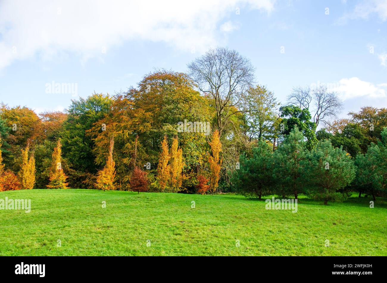 Saintfield County Down Northern Ireland, October 15 2023 - Young trees ...