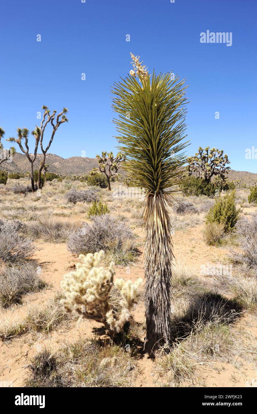 Mojave yucca or spanish dagger (Yucca schidigera) is an arborescent ...