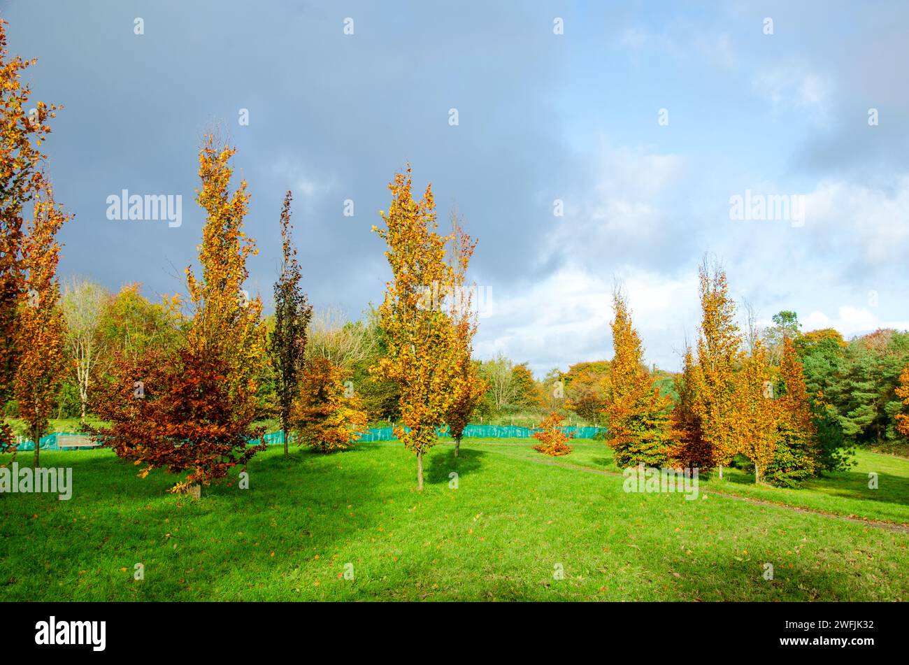 Saintfield County Down Northern Ireland, October 15 2023 - Young trees ...